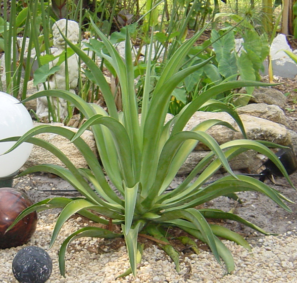 YANZUM, Agave vilmoriniana, known as the "Octopus Agave", is a very ...